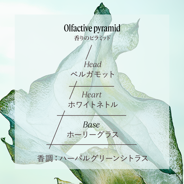 オルティブランシュ（エルバヴェール） - ART OF SCENT(ロクシタンのフレグランス) | L’Occitane JP